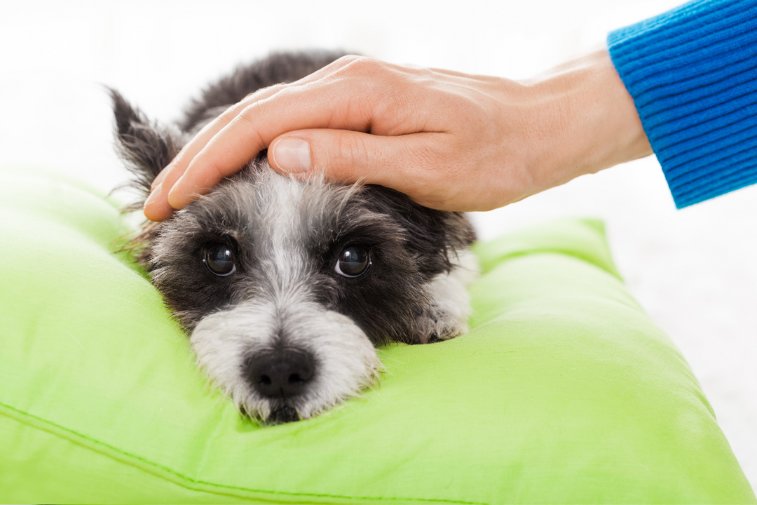 What Does Parvo Poop Look Like? Key Signs & Canine Health Insights ...