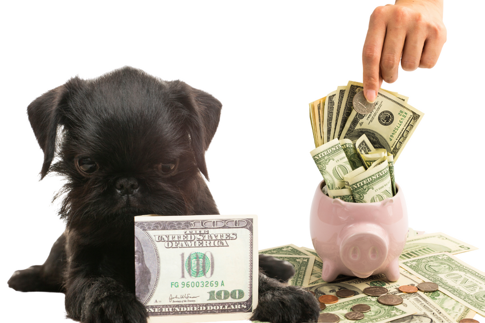 Master Dog Care Budgeting: The 50/30/20 Rule Explained for Pet Parents ...