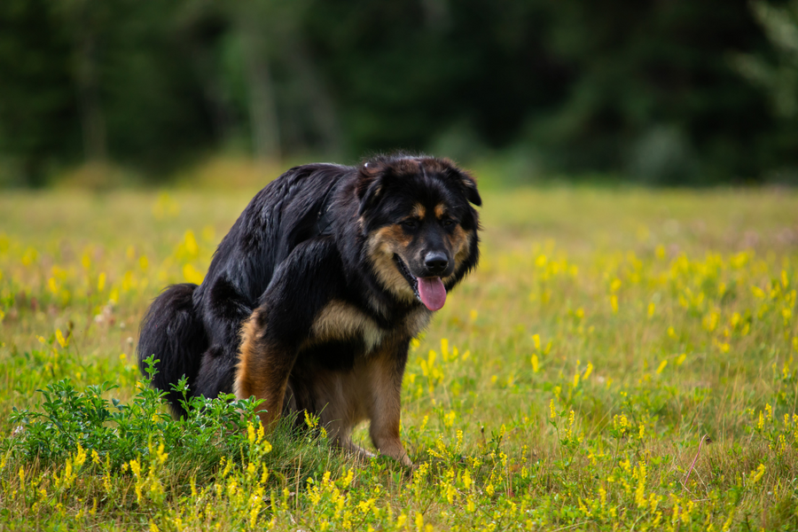 Dog Poop Like Jelly With Blood: Causes and Immediate Actions – GIVE A ...