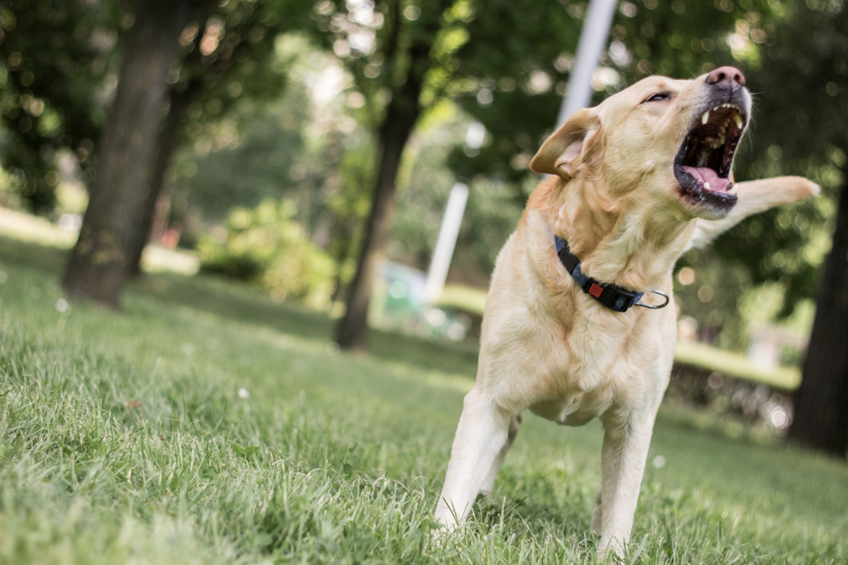 Why Do Dogs Bark & How To Stop Excessive Puppy Barking: Best Tips ...