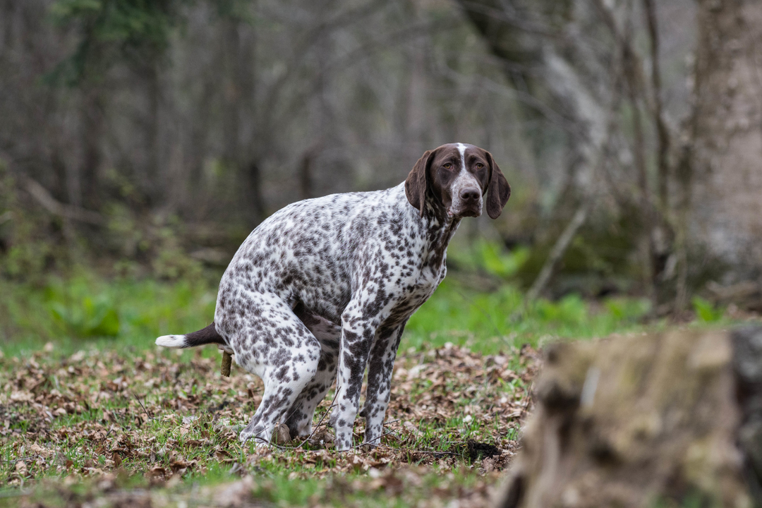 How To Recognize Abnormal Dog Poop – GIVE A SH!T™ - Earth Friendly Pet ...