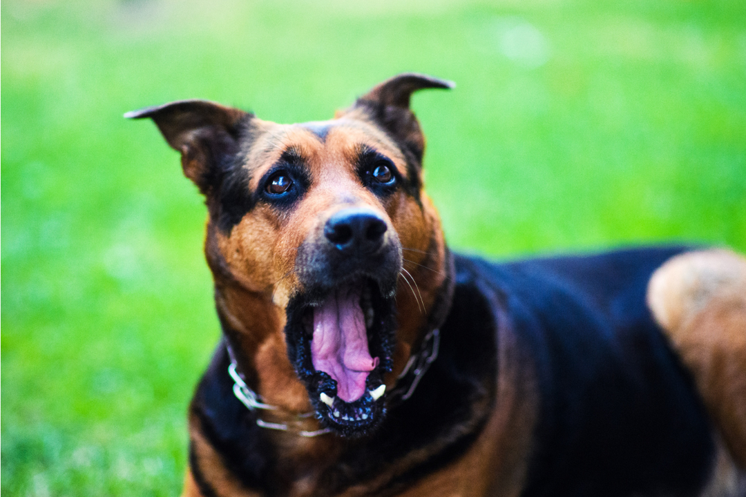 Vegetables That Dogs Cannot Eat: A List Of Unsafe Vegetables For Dogs ...