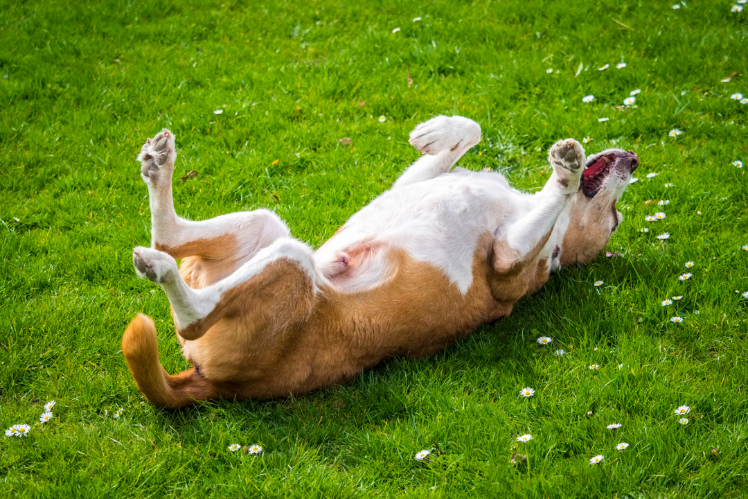 Dog Rolling In Poop: Reasons And How To Stop This Behavior – GIVE A SH ...