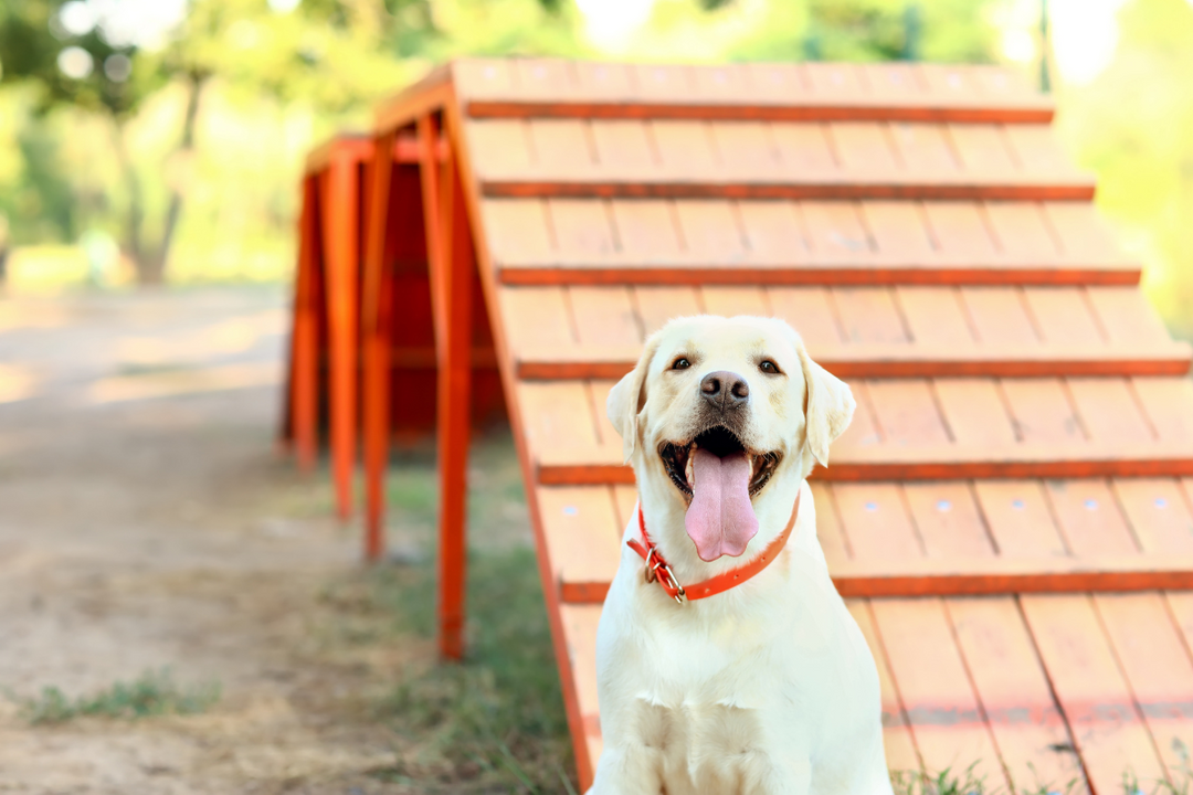Creating the Ultimate Dog Play Area in Your Backyard | Tips and Ideas ...