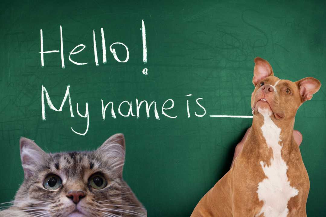 Pet Names Unleashed: Discover the Perfect Moniker for Your Furry Friend ...