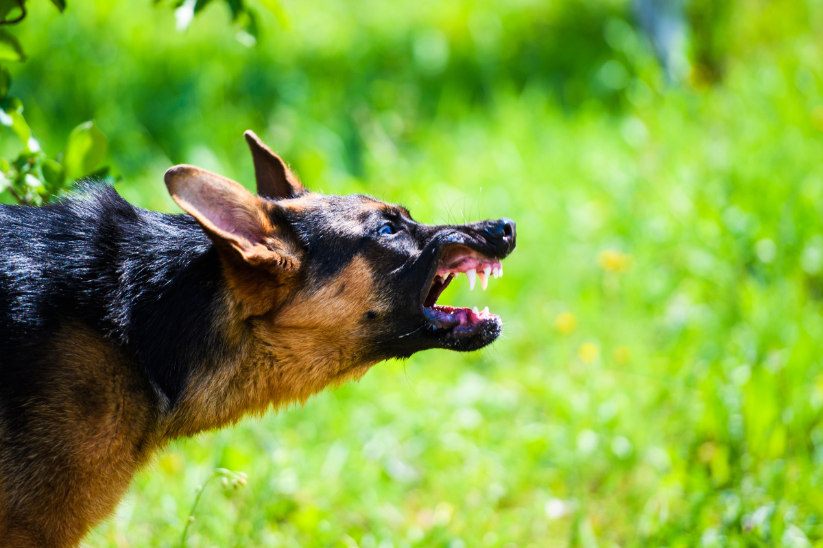 Rabies Disease: Essential Guide to Prevention and Protection for Pet ...